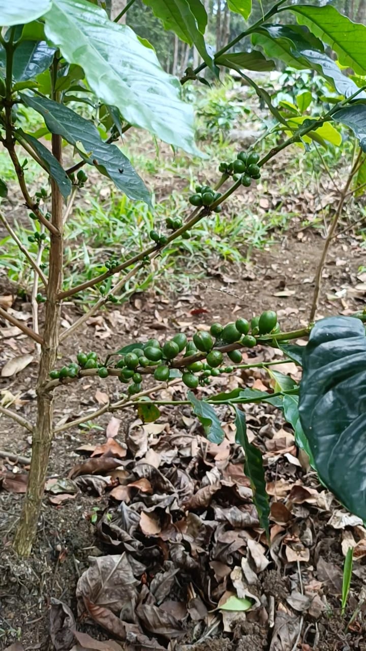 LIFE LESSONS FROM COFFEE FARM – my thoughts on the environment, travel ...